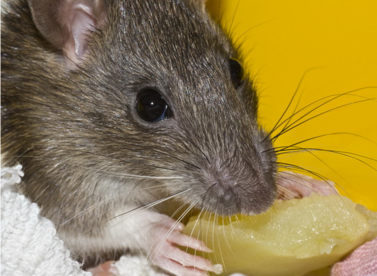 How Long Can a Mouse Live Without Food: Facts and Figures
