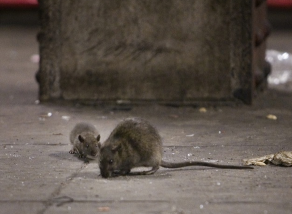 How Big Are New York Rats? New 2025 Data